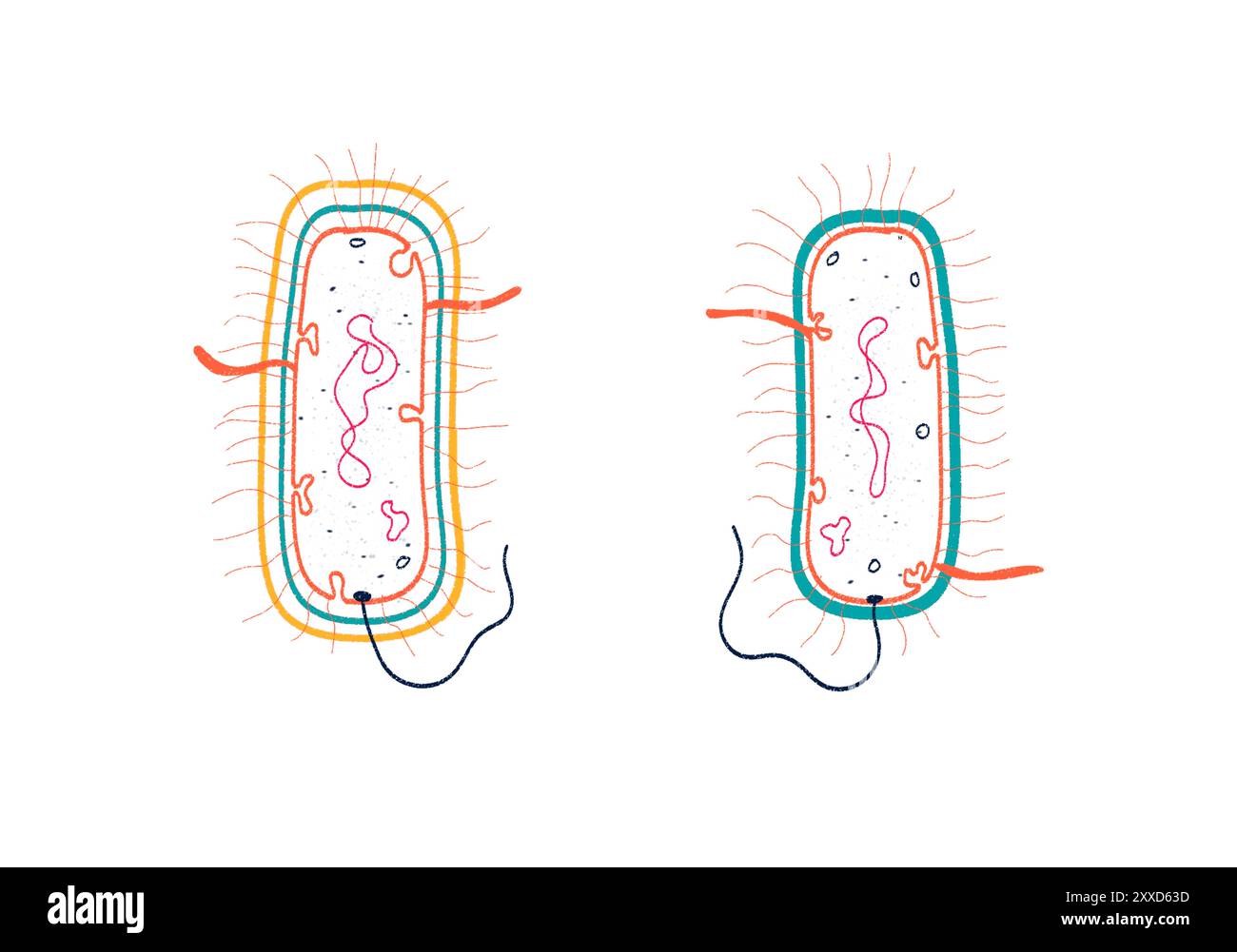 Gram Negative Bacteria Diagram