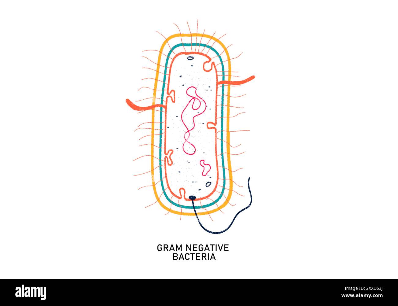 Gram negative bacterium, illustration. Gram negative bacteria are characterised by the presence ...