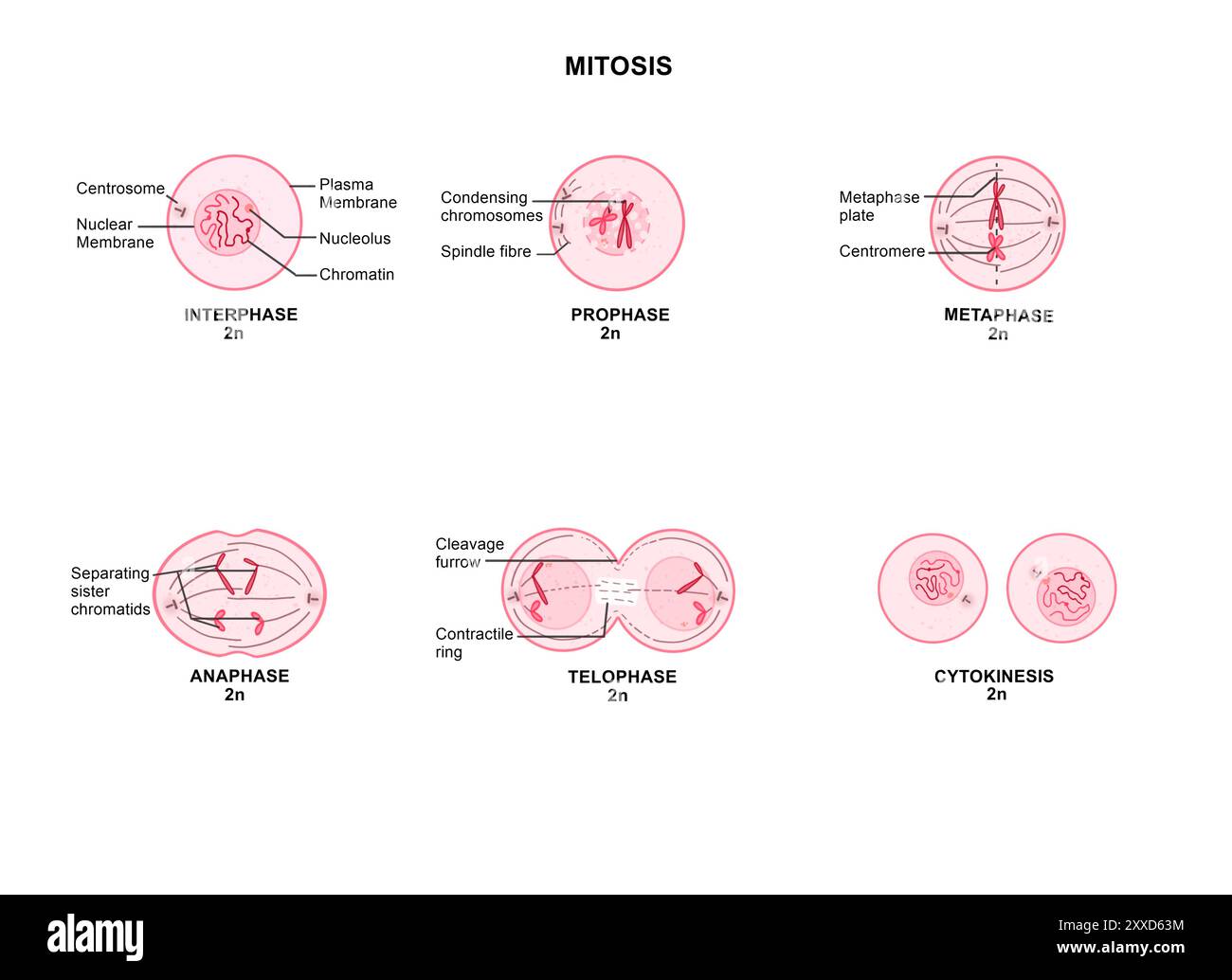 Mitose Cellule Animale