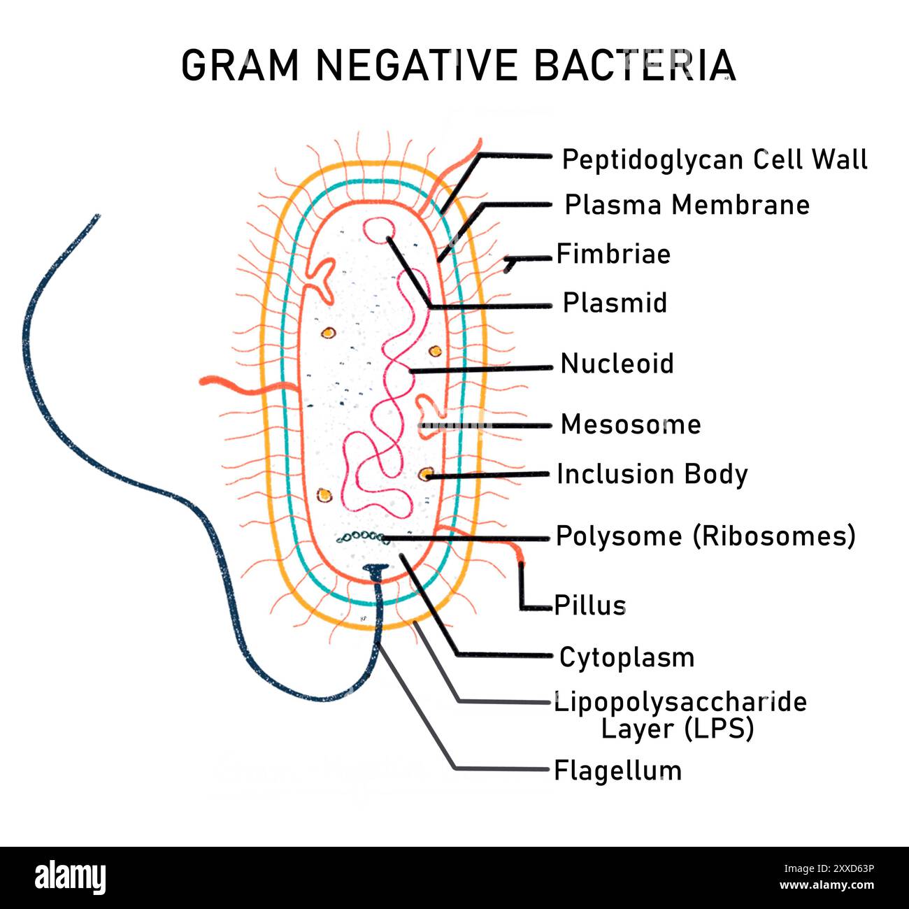 Gram negative bacterium, illustration. Gram negative bacteria are characterised by the presence ...
