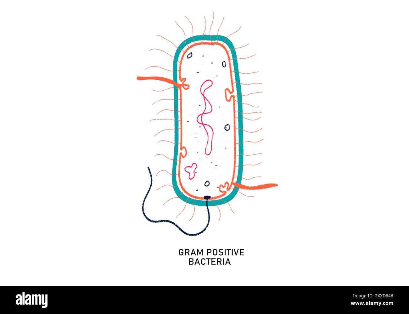Gram positive bacterium, illustration. Gram positive bacteria are characterised by the presence ...