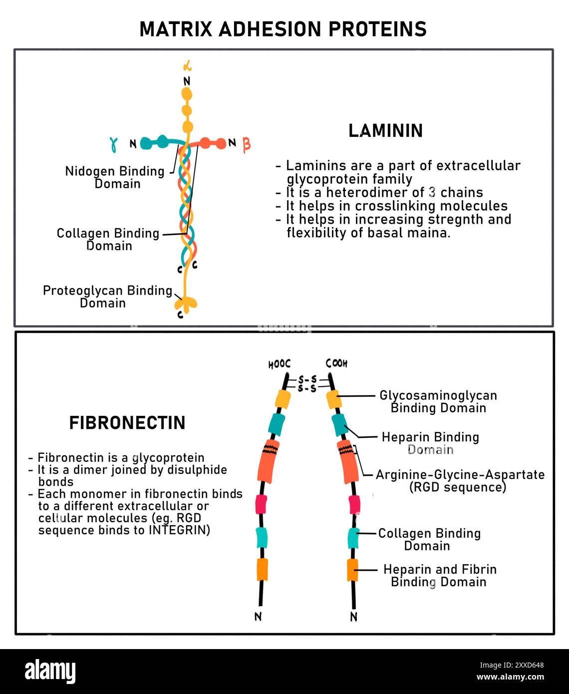 Matrix adhesion proteins hi-res stock photography and images - Alamy