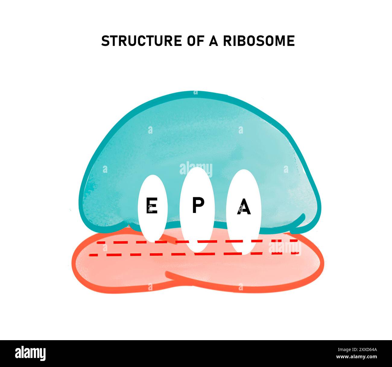 The Structure Ribosome Infographics On Royalty Free Vector Euglena