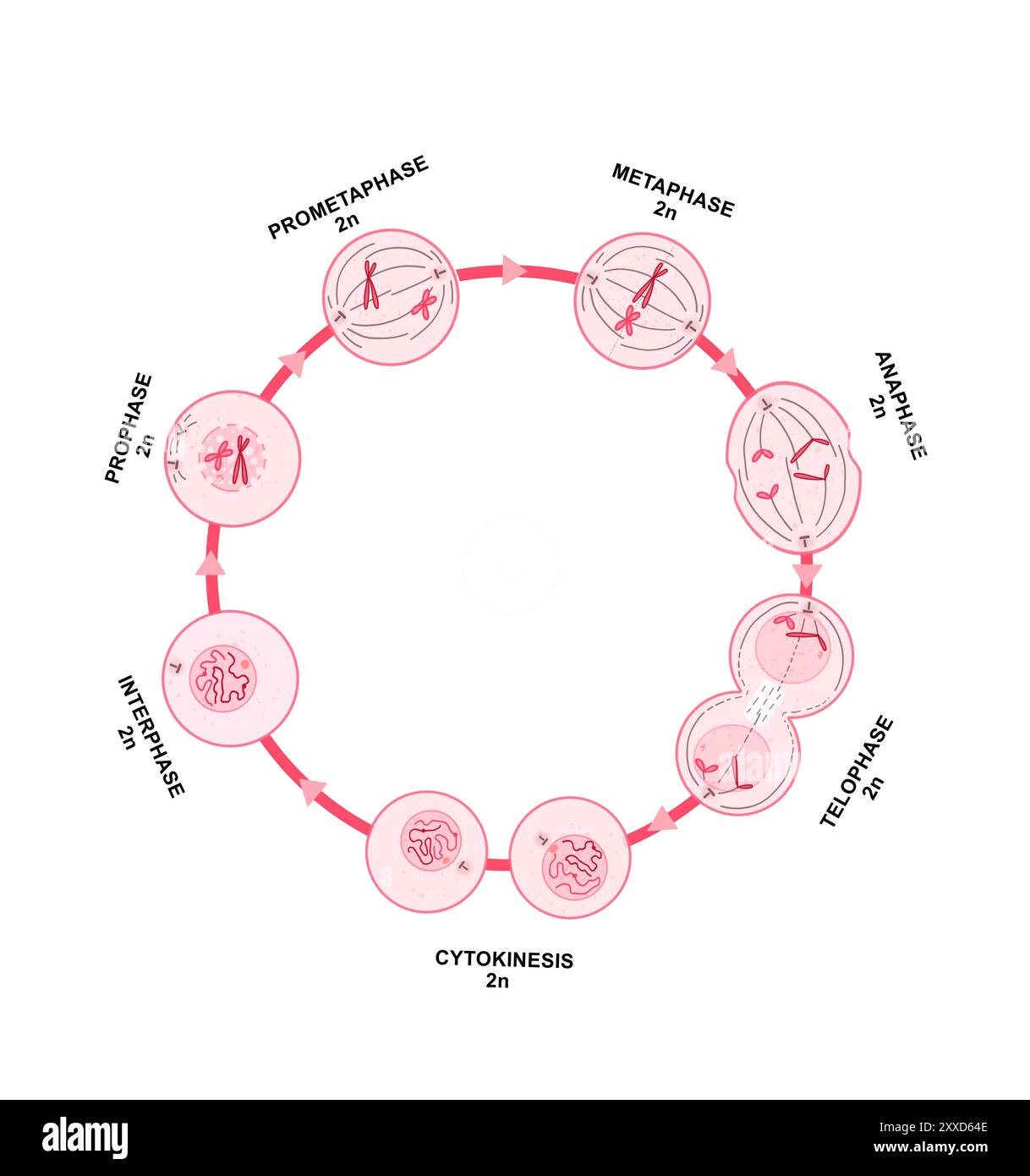 Mitosis, illustration. Mitosis is the process by which a cell ...