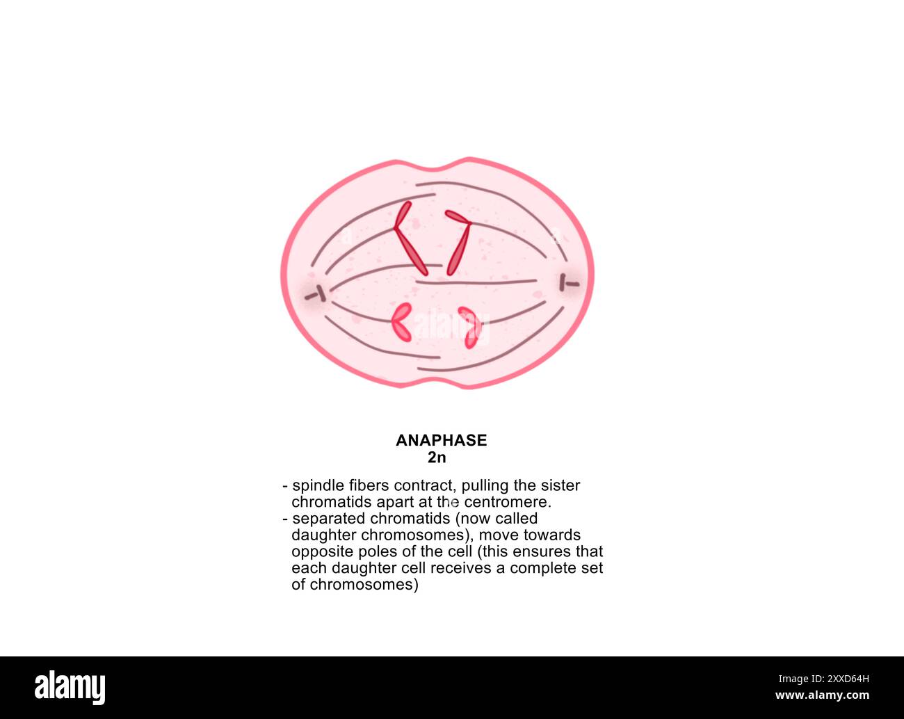Anaphase, illustration. Anaphase is the fourth phase of mitosis, the ...