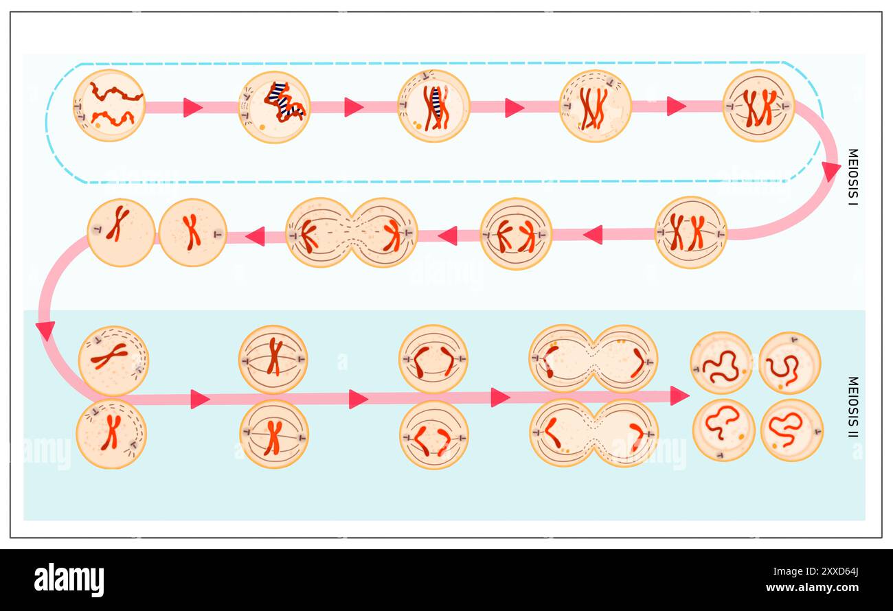 Meiosis, illustration. Meiosis is the process by which a single cell ...
