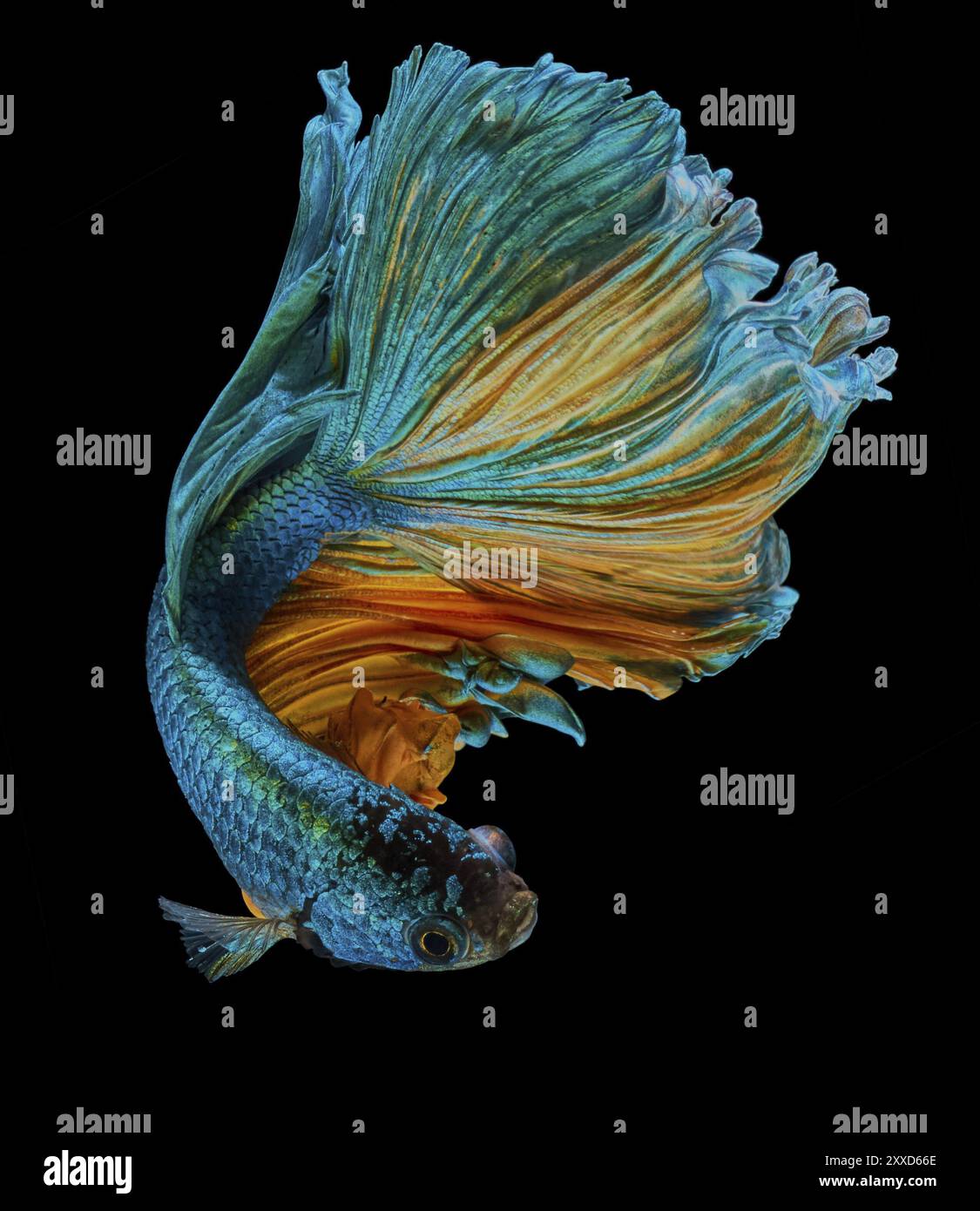 Fighting colours hi-res stock photography and images - Alamy