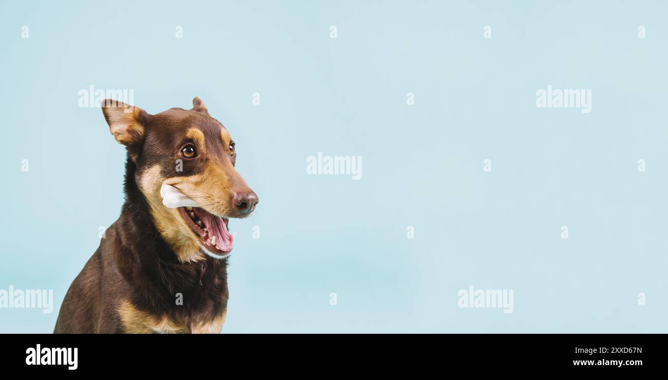 Dog with bone Stock Photo - Alamy