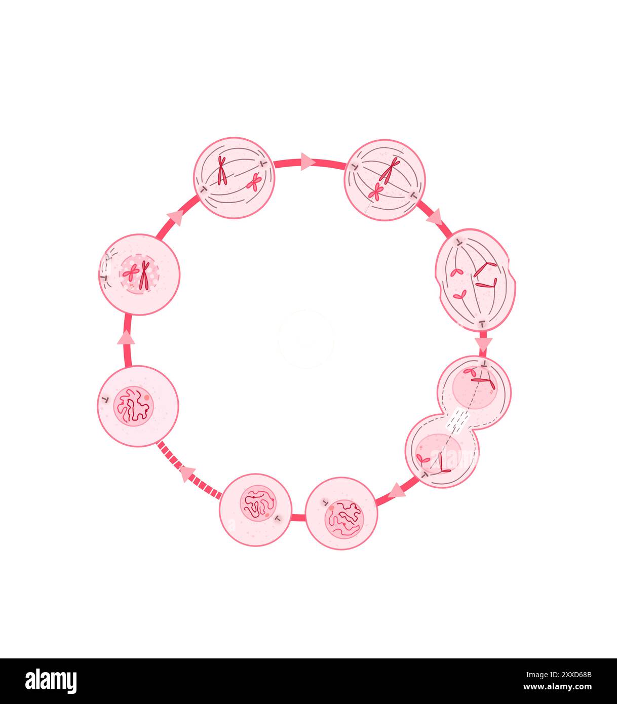 Mitosis, illustration. Mitosis is the process by which a cell ...