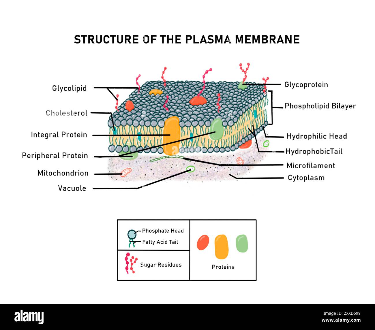 Fluid mosaic model of the cell membrane hi-res stock photography and ...