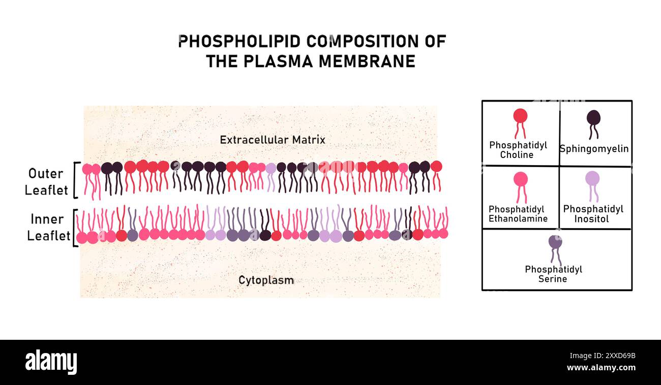 Composition of plasma membrane, illustration. The plasma membrane is ... Composition of plasma membrane, illustration. The plasma membrane is ...
