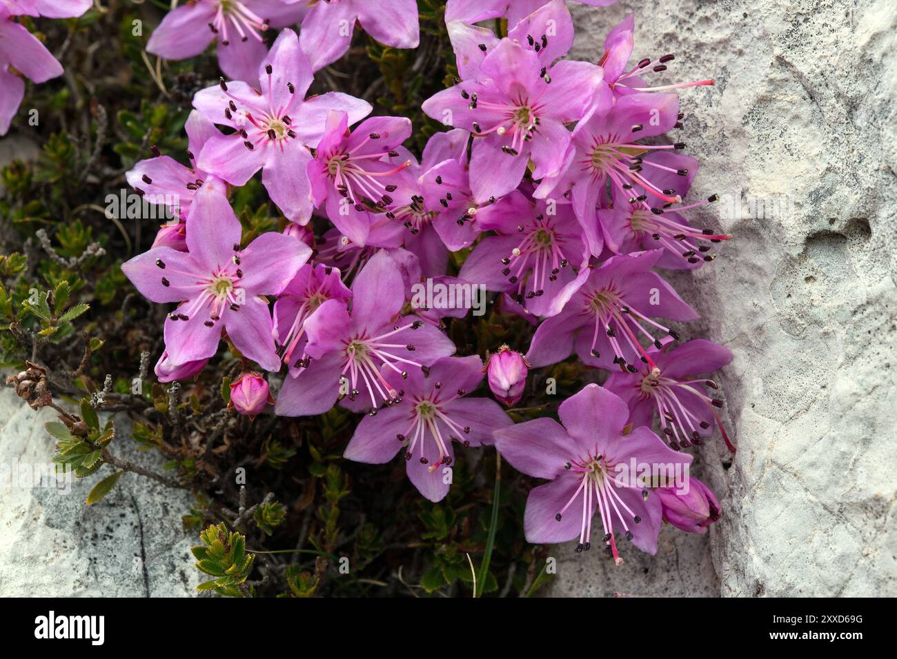 Dwarf Alpine Rose Stock Photo - Alamy