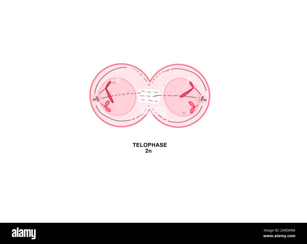 Telophase of mitosis, illustration. Telophase is the fifth and final phase of mitosis, the ...