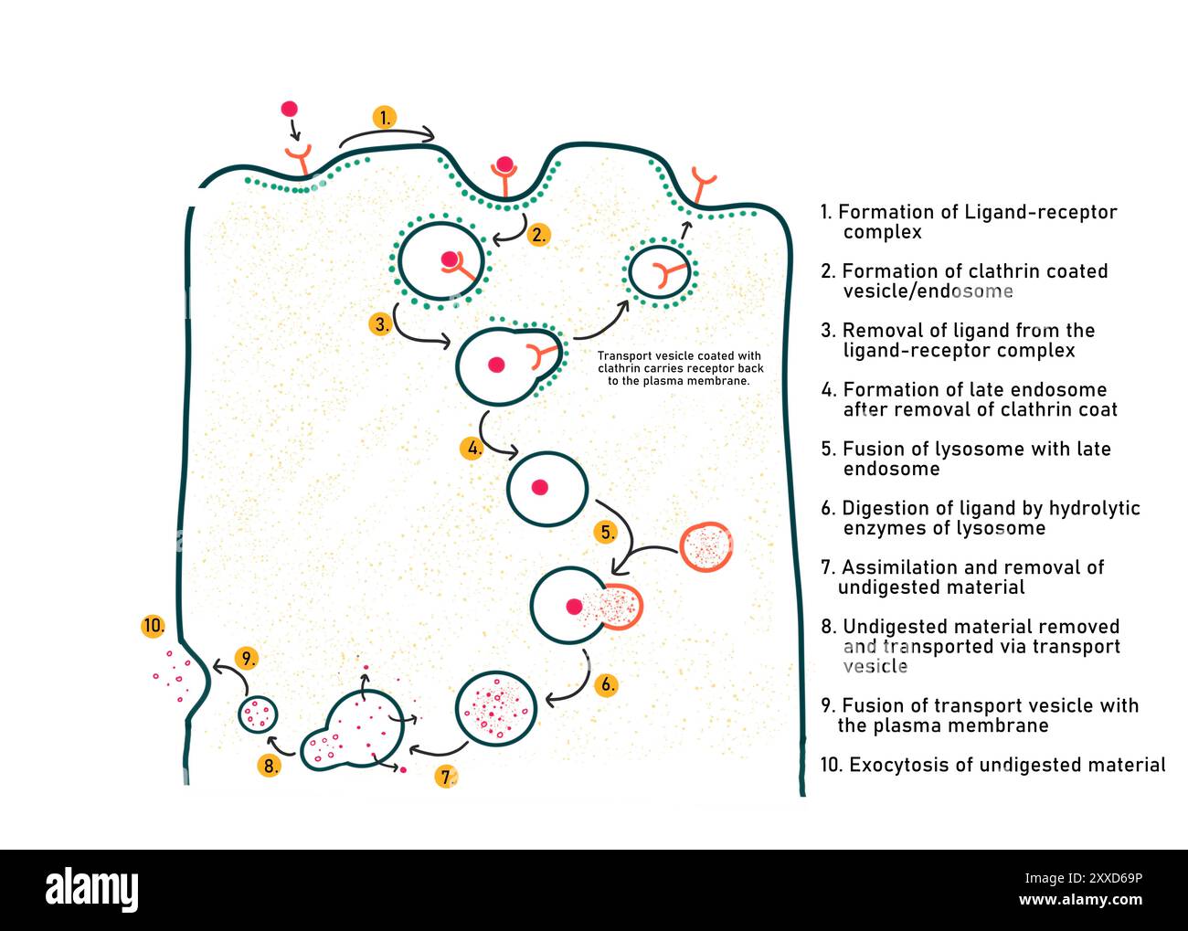 Receptor Mediated Endocytosis Animation Biology 2e, The Cell,