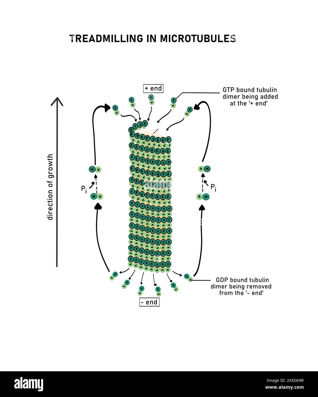 Mechanism of microtubule treadmilling hi-res stock photography and images - Alamy