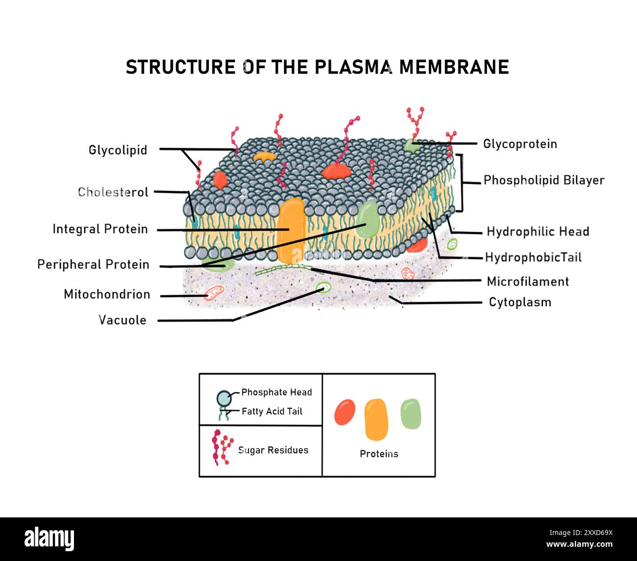 Fluid mosaic model of the cell membrane hi-res stock photography and ...