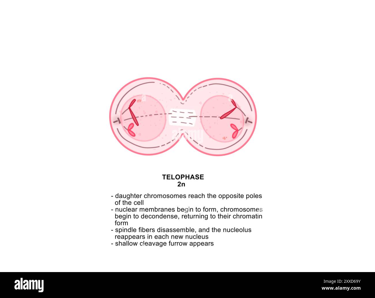 Telophase of mitosis, illustration. Telophase is the fifth and final ...