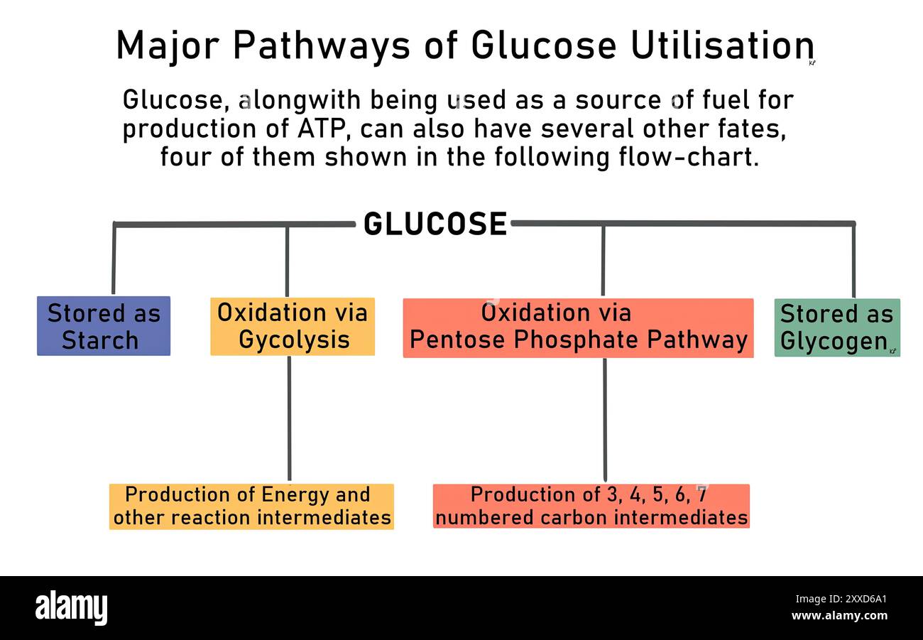 Major pathways of glucose utilisation, illustration Stock Photo - Alamy
