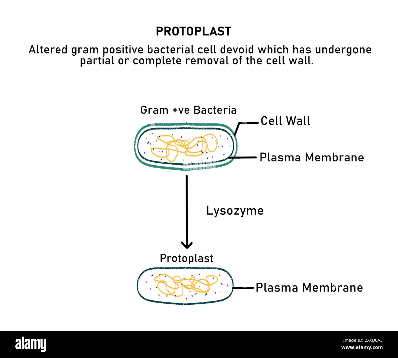 Protoplast, illustration. The protoplast is formed by degradation of ...
