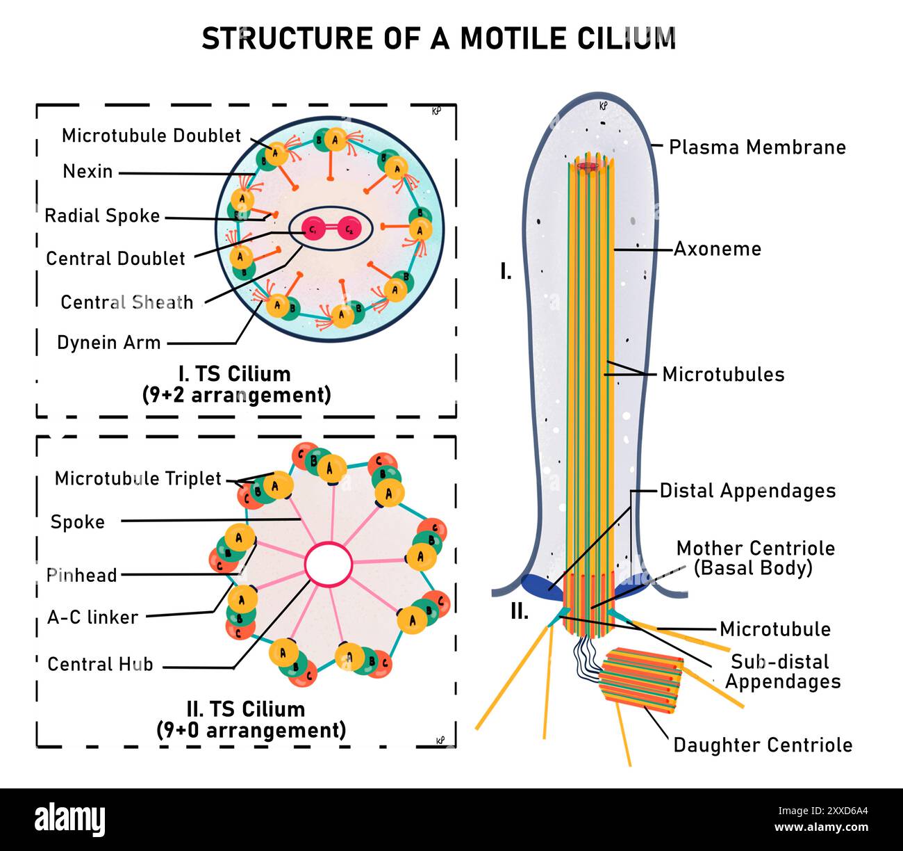 Motile cilium hi-res stock photography and images - Alamy