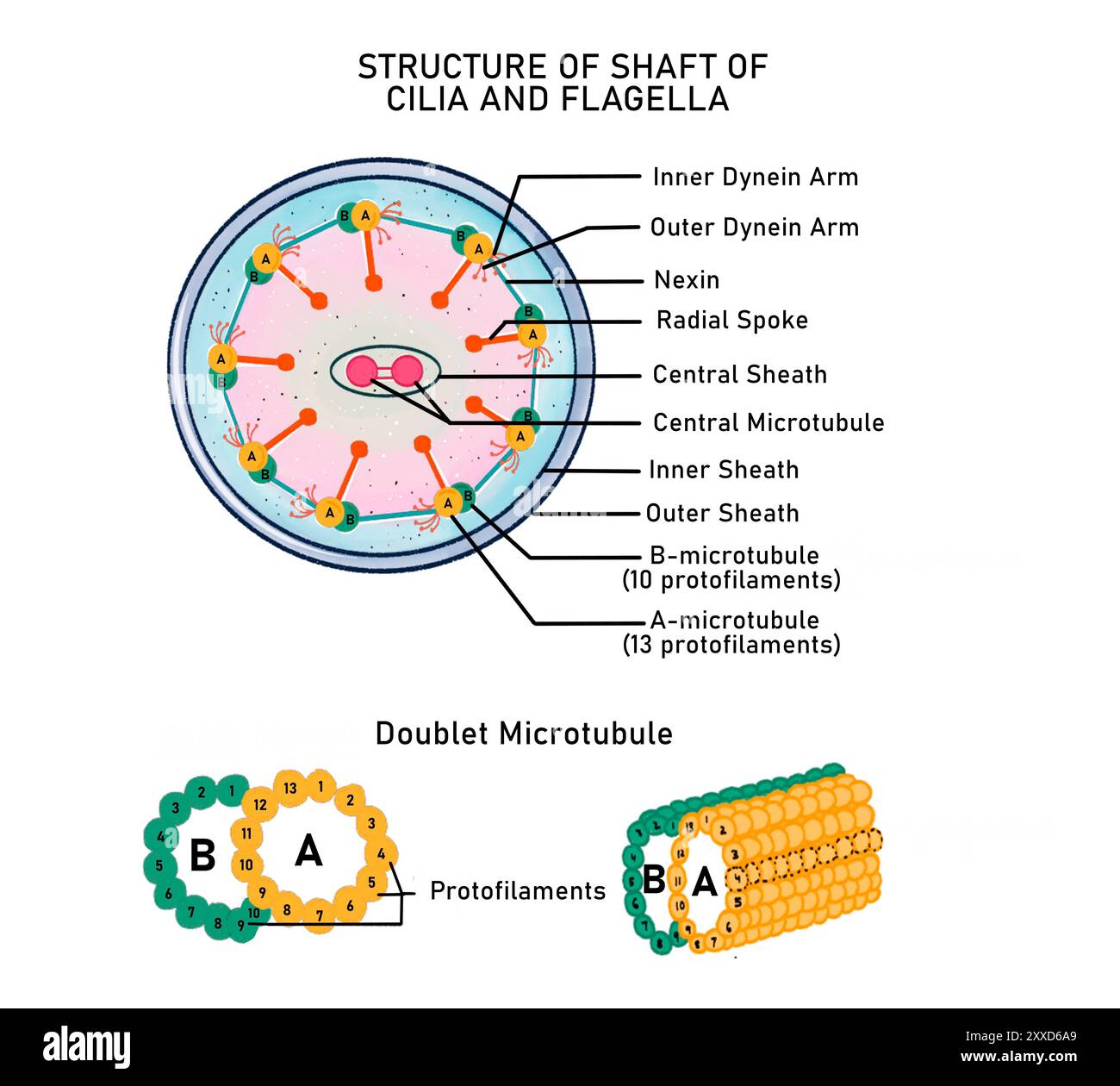 Cilia And Flagella Diagram