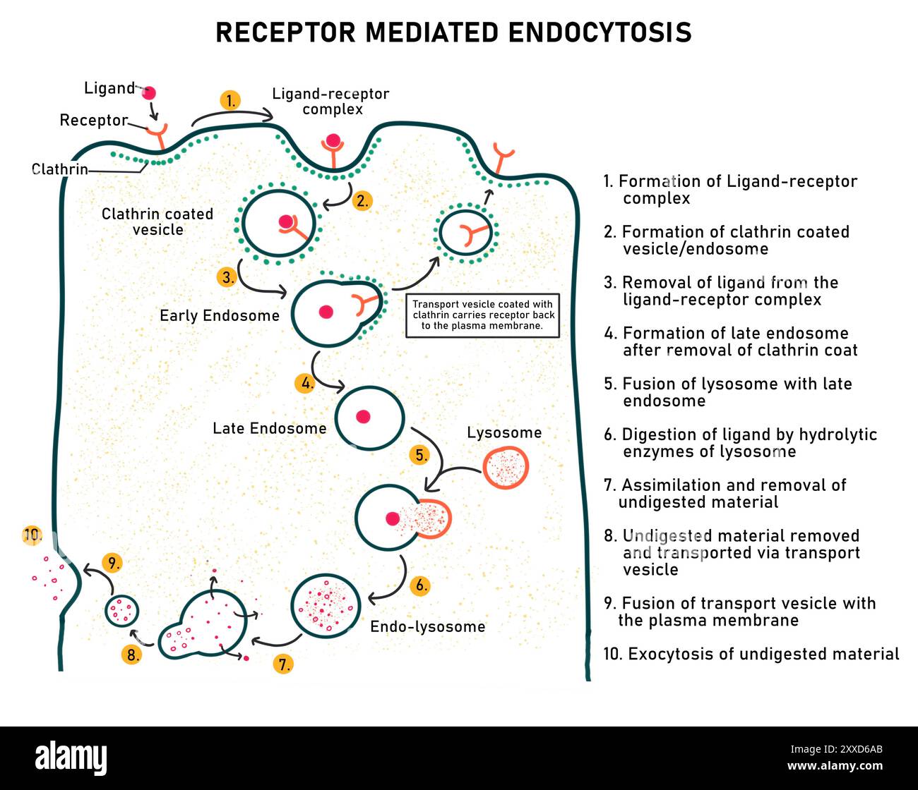 Illustration showing the mechanism by which receptor mediated ...