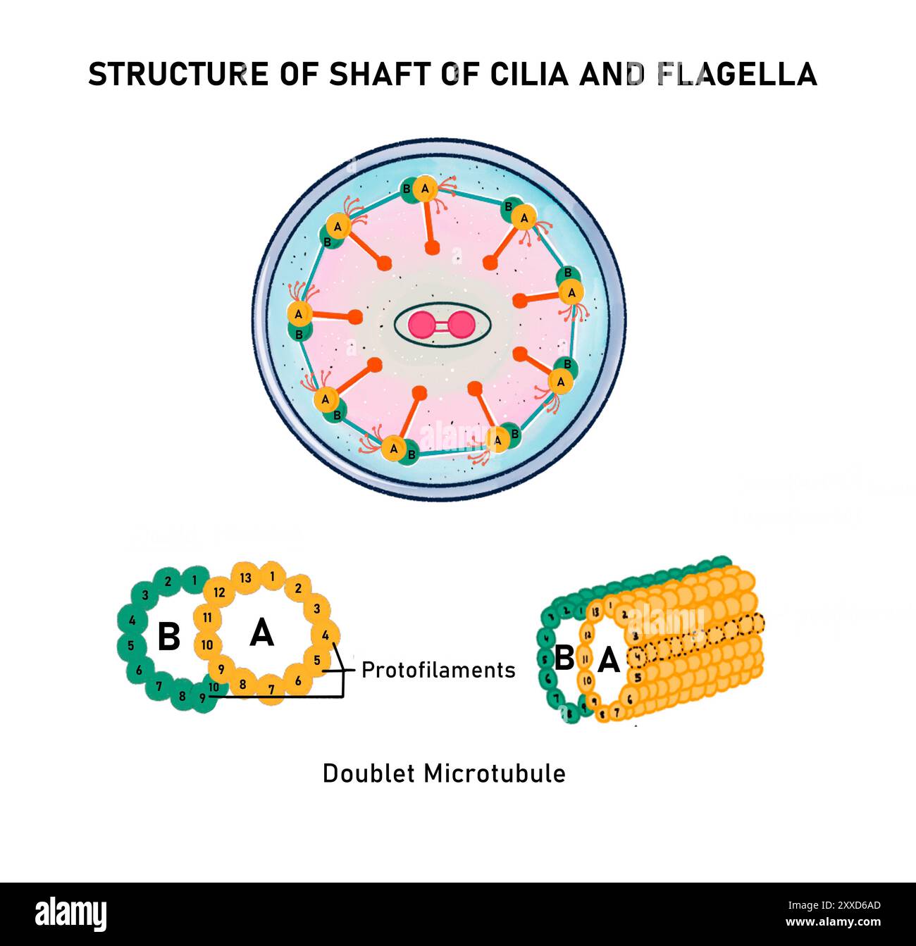 Structure of a bacterial flagellum, illustration. Different flagellin proteins are arranged in a ...