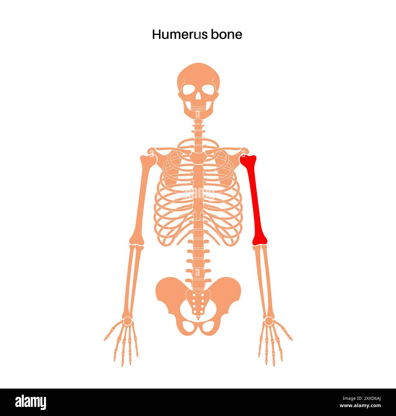 Humerus bone hi-res stock photography and images - Alamy
