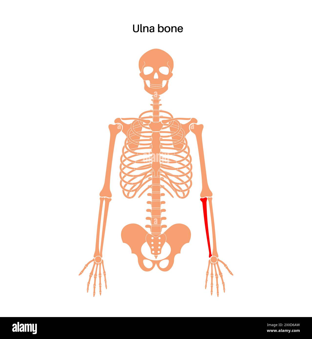 Ulna bone anatomy, illustration Stock Photo - Alamy