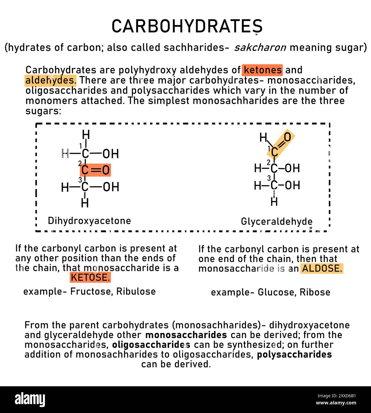 Carbohydrates, illustration. Carbohydrates are polyhydroxy compounds ...