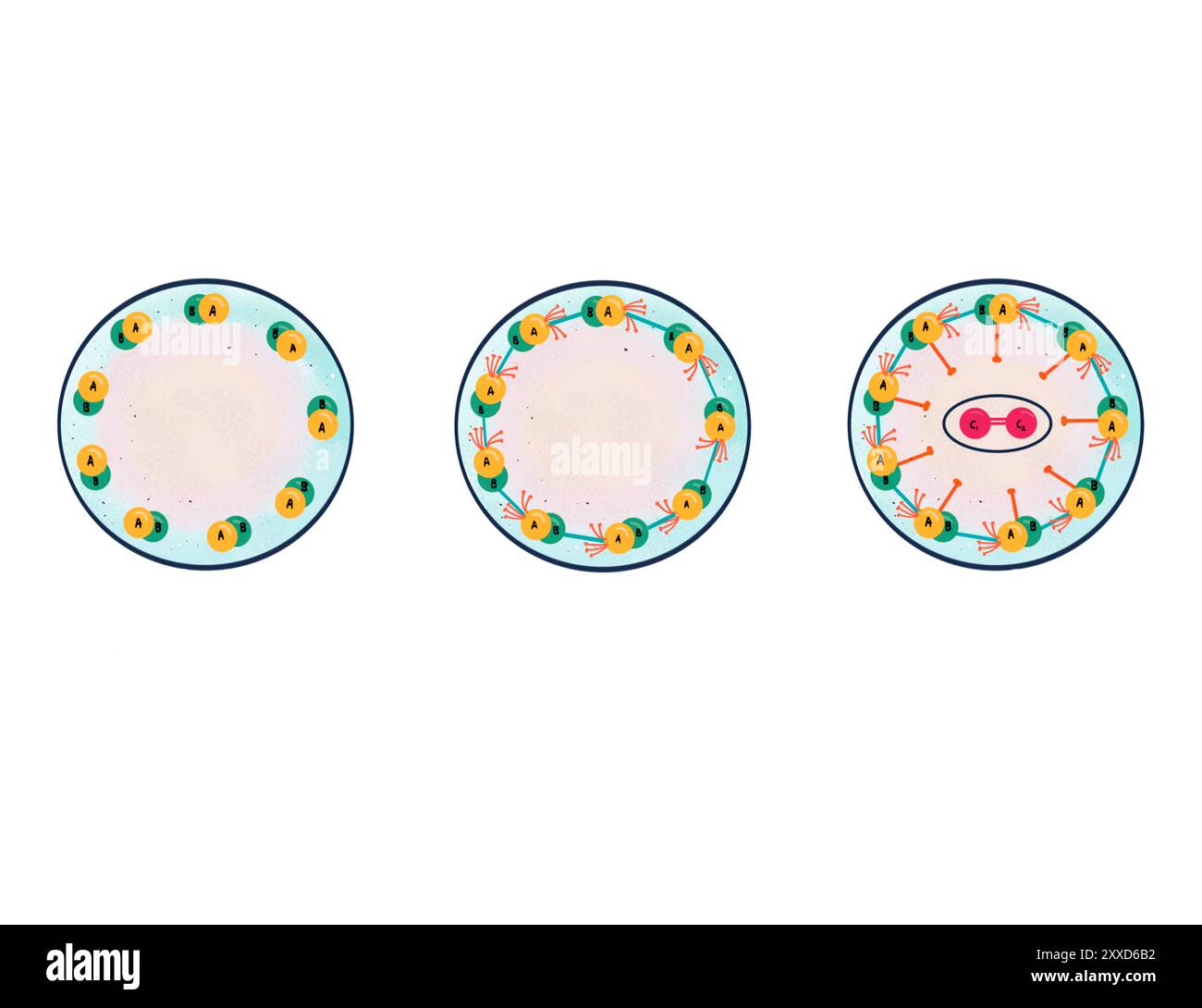 Transverse section cilia hi-res stock photography and images - Alamy