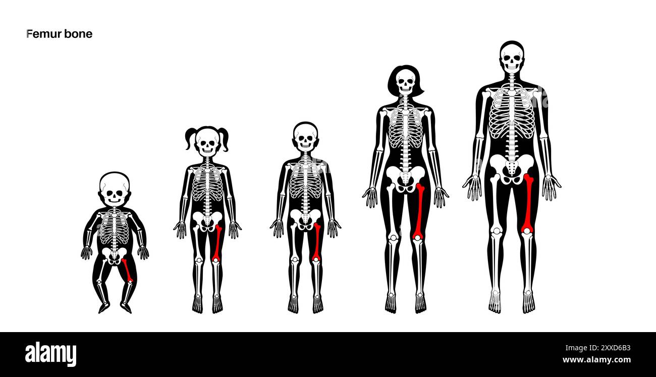 Femur bone anatomy, illustration Stock Photo - Alamy