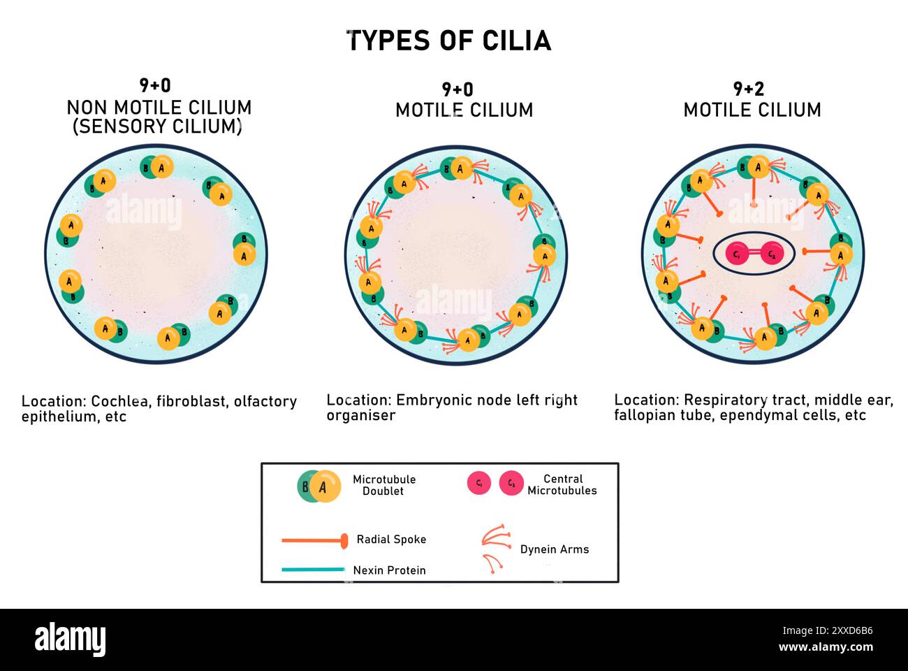 Different types of cilium hi-res stock photography and images - Alamy