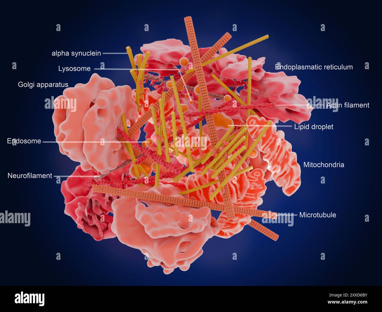 Formation of membrane hi-res stock photography and images - Alamy