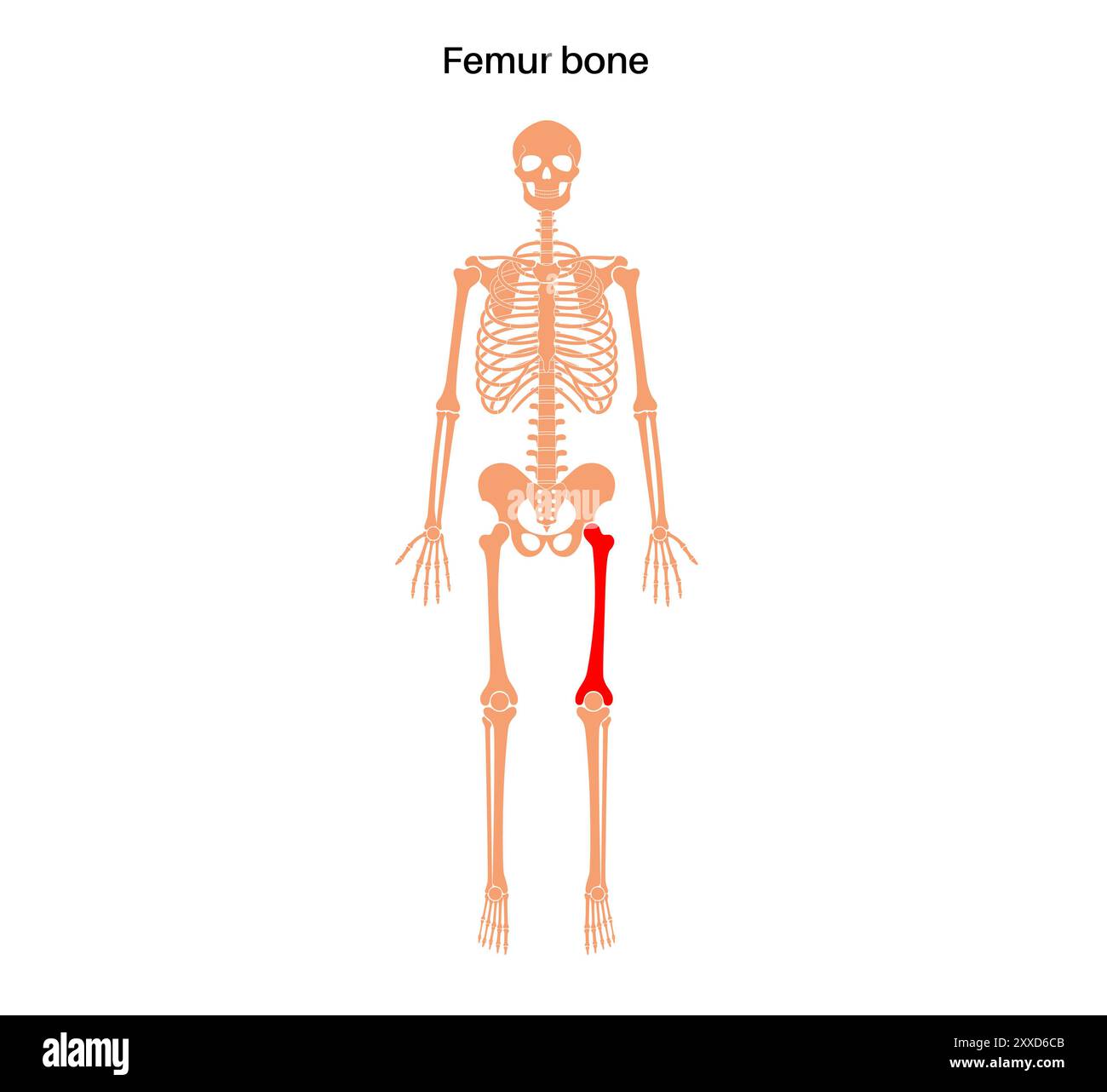Femur bone anatomy, illustration Stock Photo - Alamy