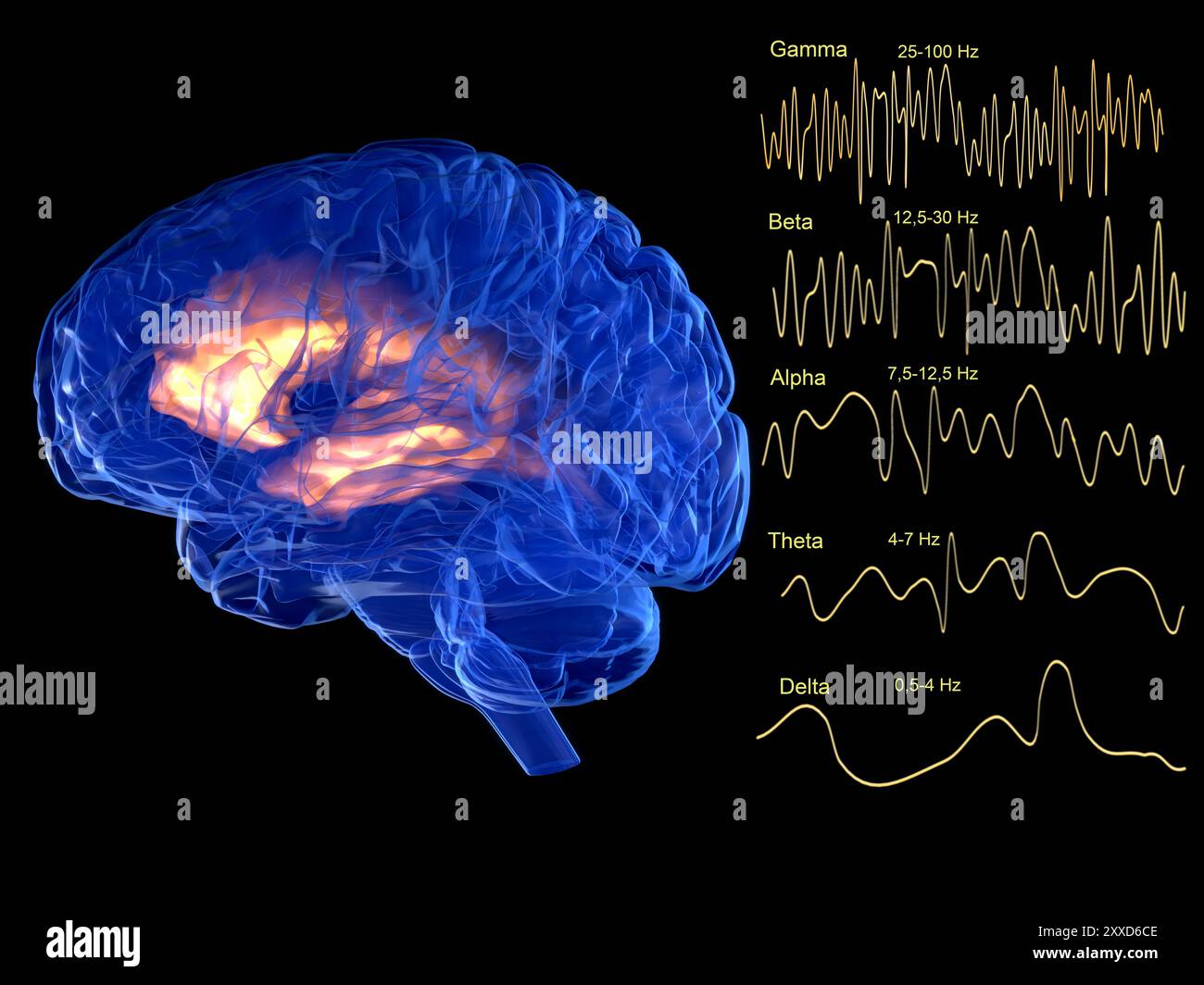 Neural oscillations hi-res stock photography and images - Alamy