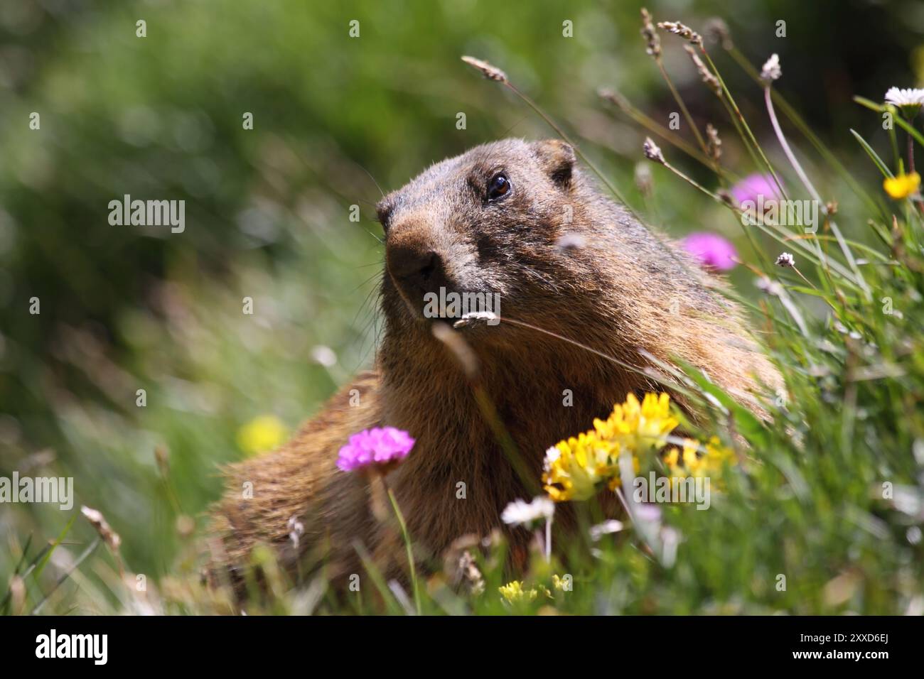 Pure alpine environment hi-res stock photography and images - Alamy