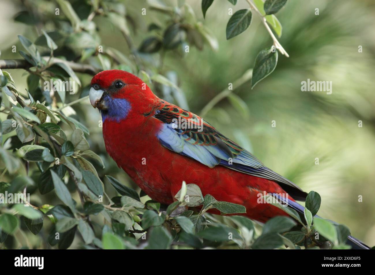 Pennant Parakeet (Platycercus elegans) in a bush in the Blue Mountains ...