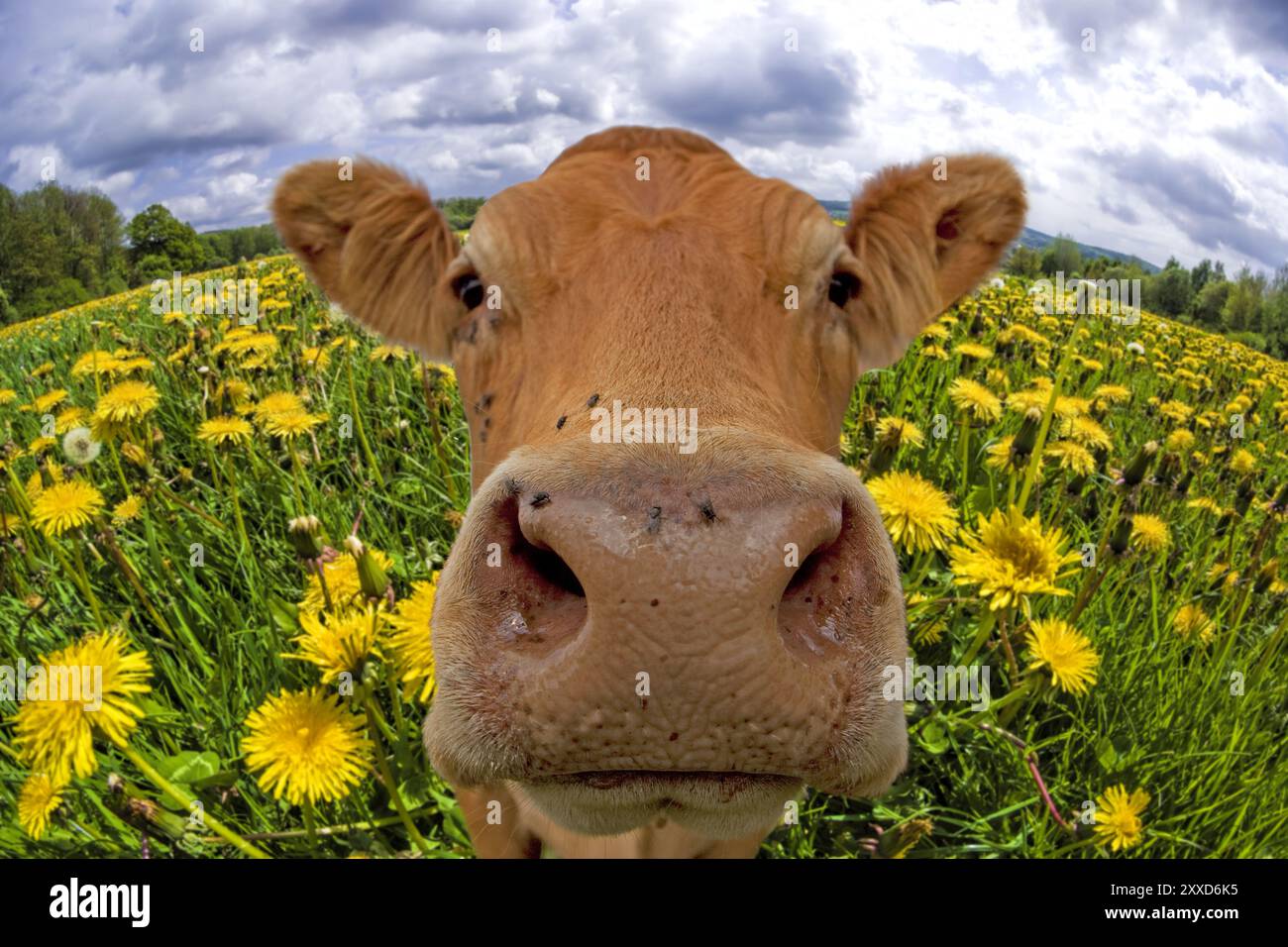 Cow looks directly into the camera Stock Photo - Alamy