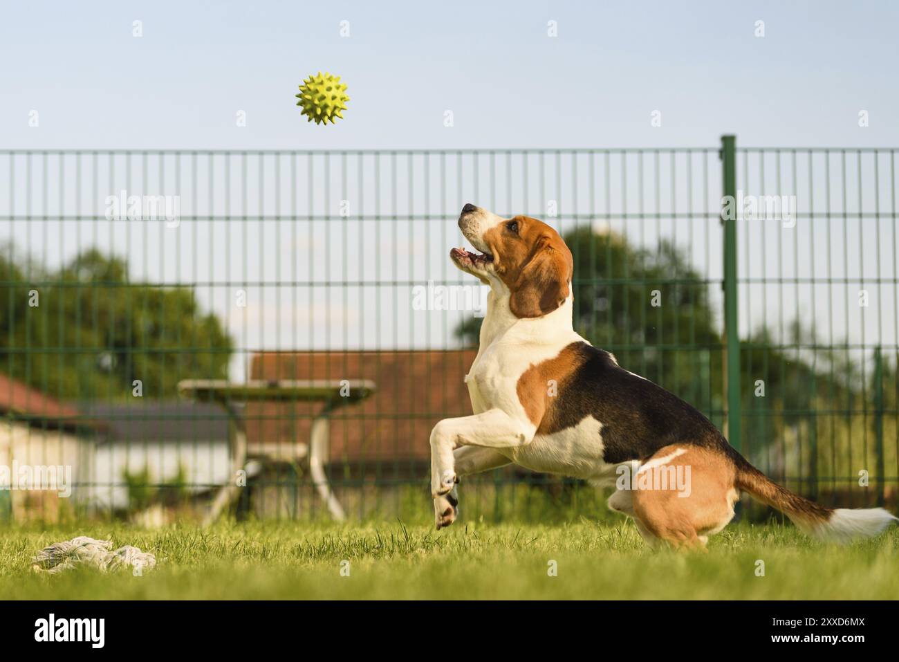 Beagle dog jumping and playing with a ball in green garden park, having ...