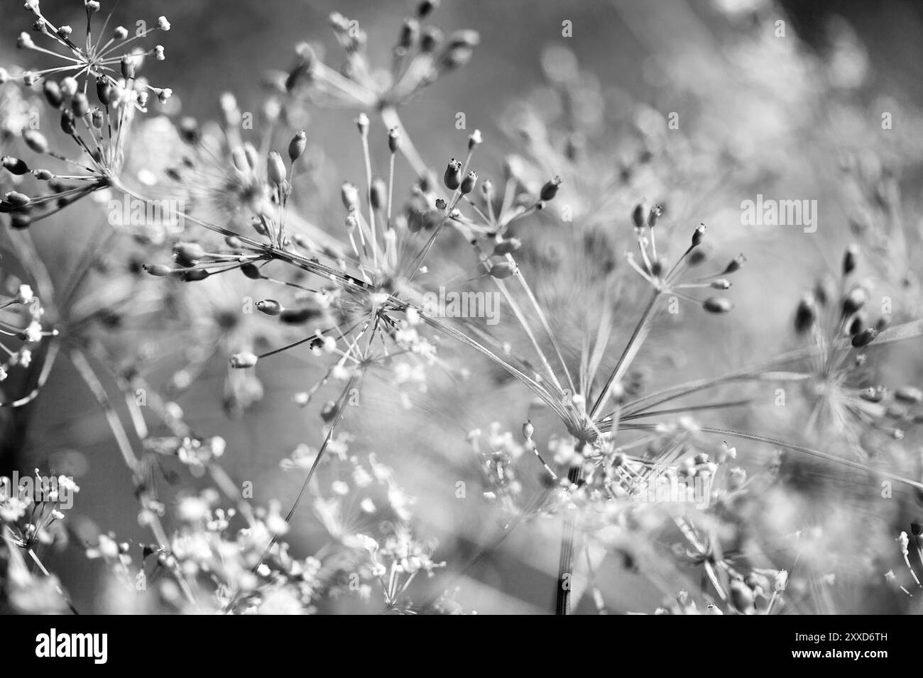 Seed pods detail hi-res stock photography and images - Alamy