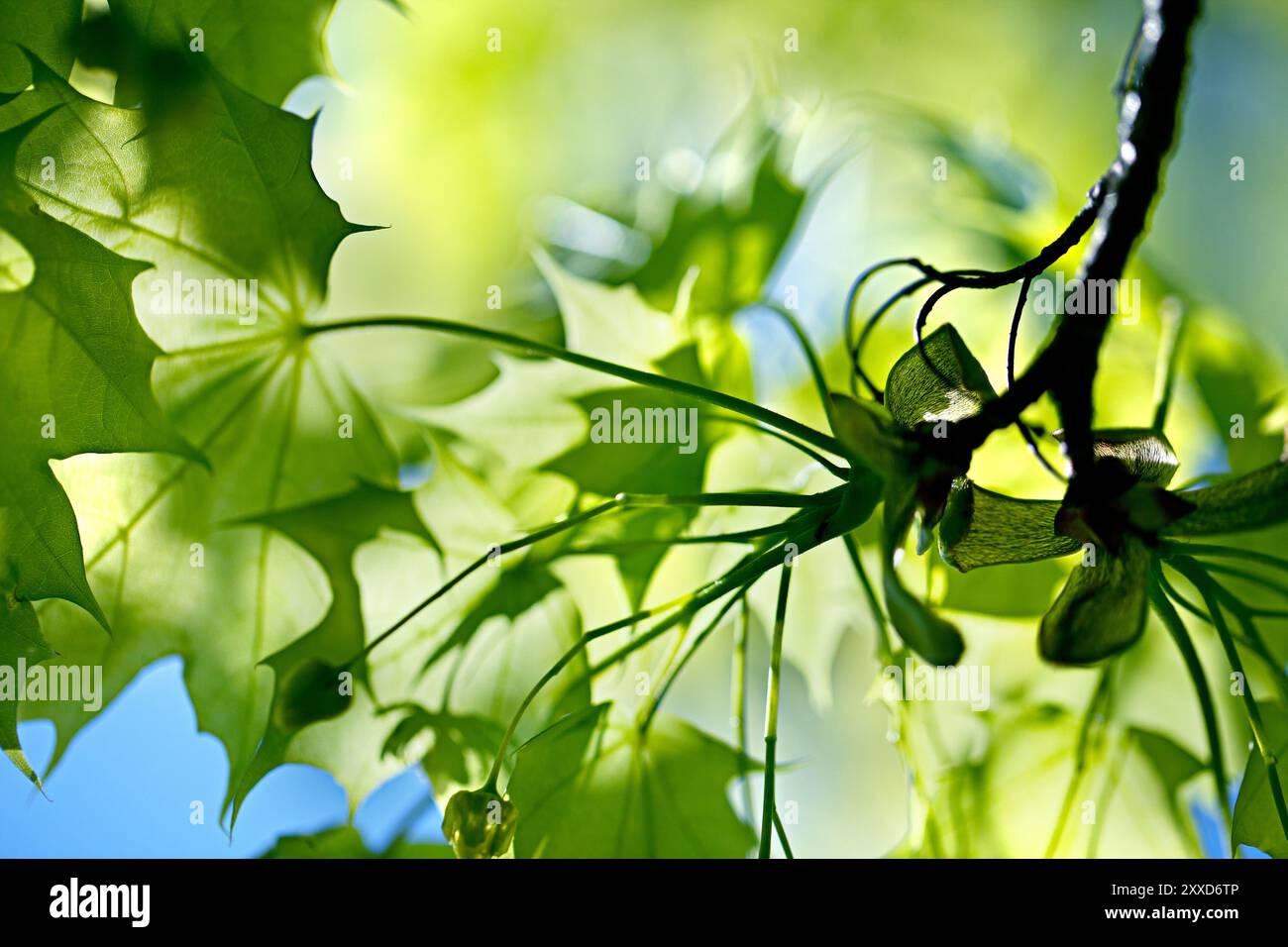 View of maple tree hi-res stock photography and images - Alamy