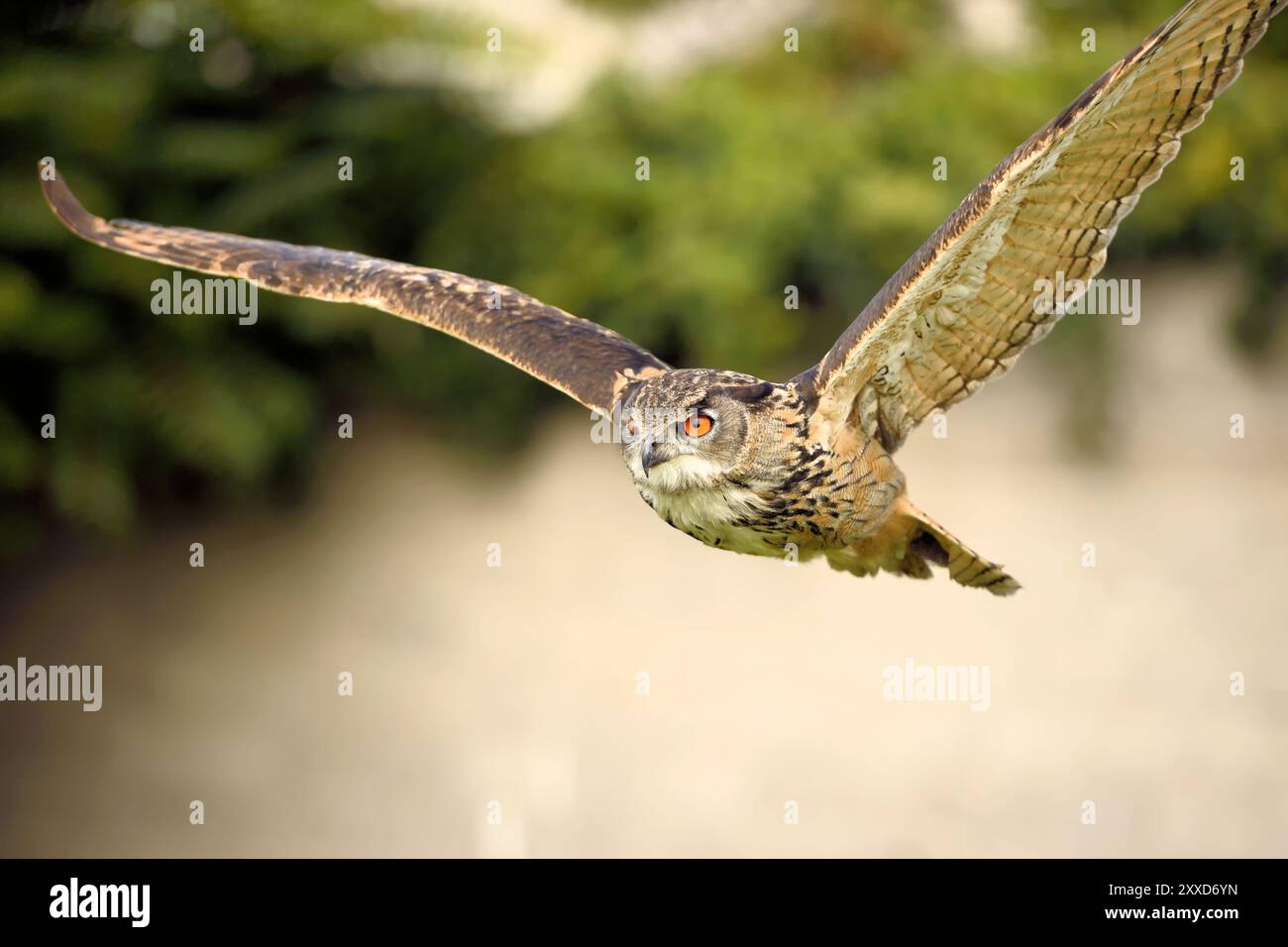 Flying eagle owl Stock Photo - Alamy