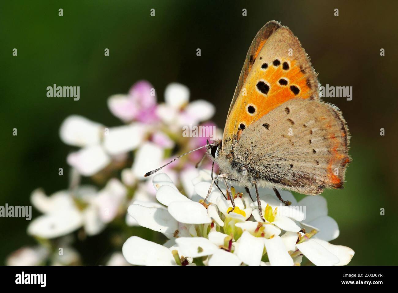 Small fire butterfly on a flower Stock Photo - Alamy