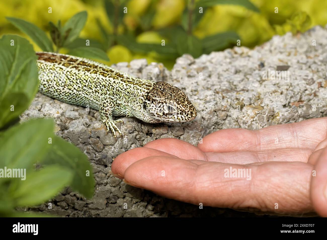 Middle europe lizard hi-res stock photography and images - Alamy