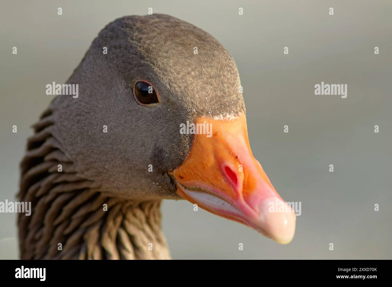 Goose facing the camera hi-res stock photography and images - Alamy