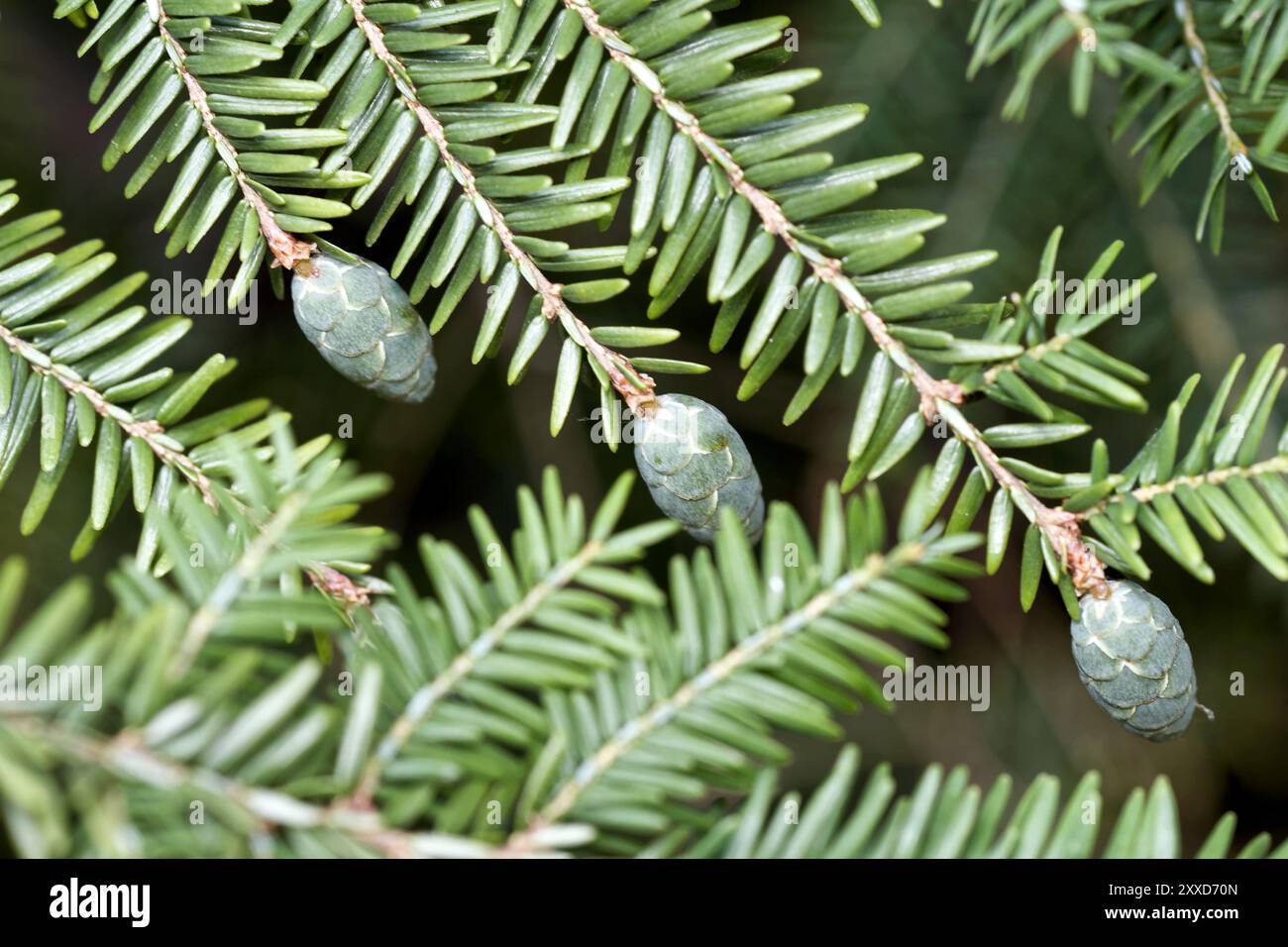 Hemlock tree hi-res stock photography and images - Alamy