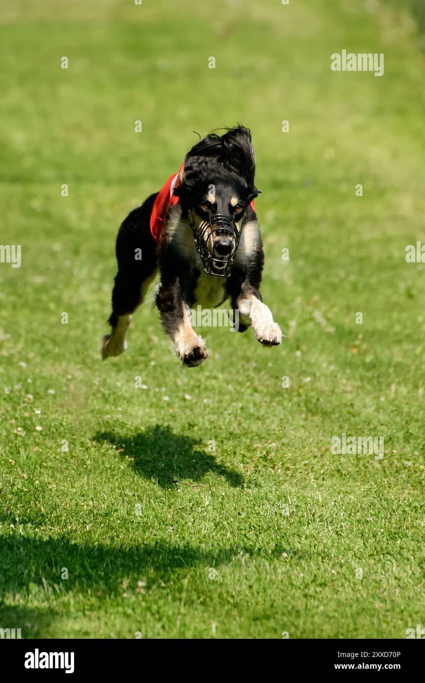 Afghan hound racing hi-res stock photography and images - Alamy