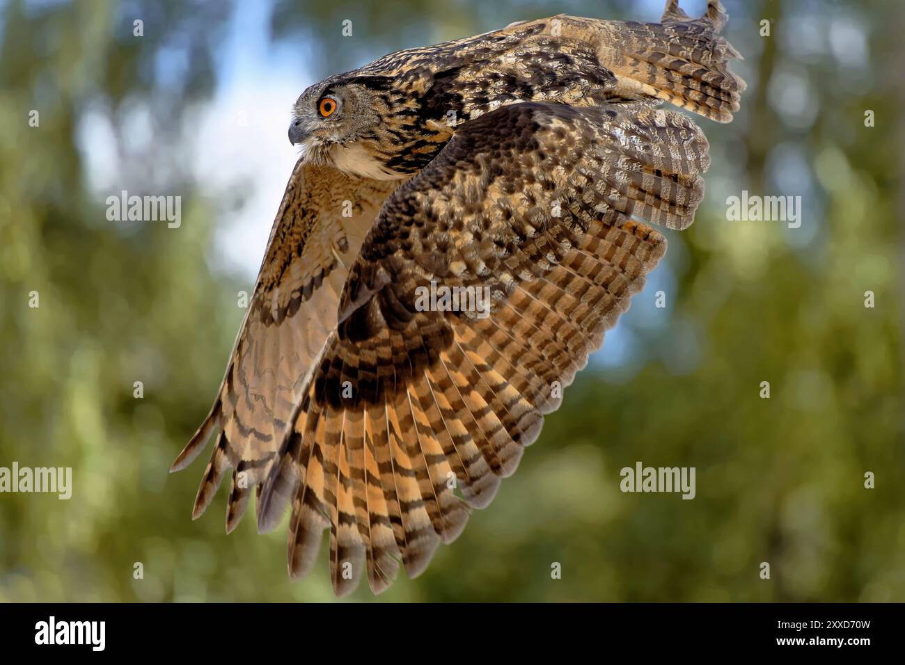 Eurasian Eagle-owl flying Stock Photo - Alamy