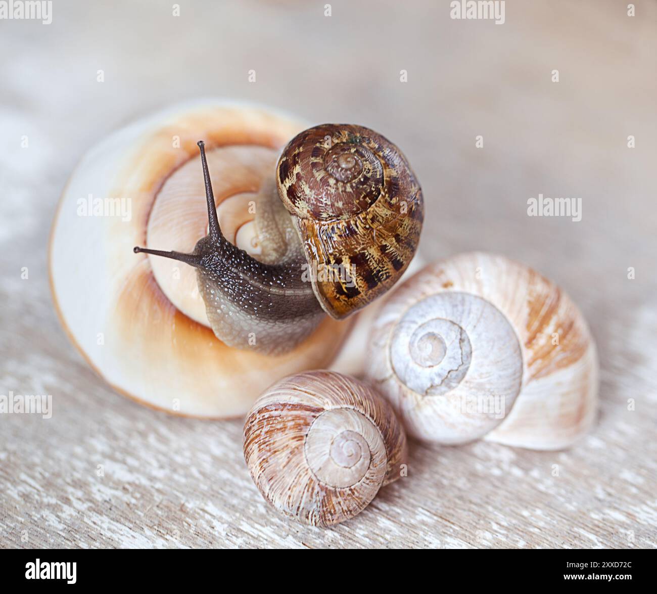 Housing snails hi-res stock photography and images - Alamy